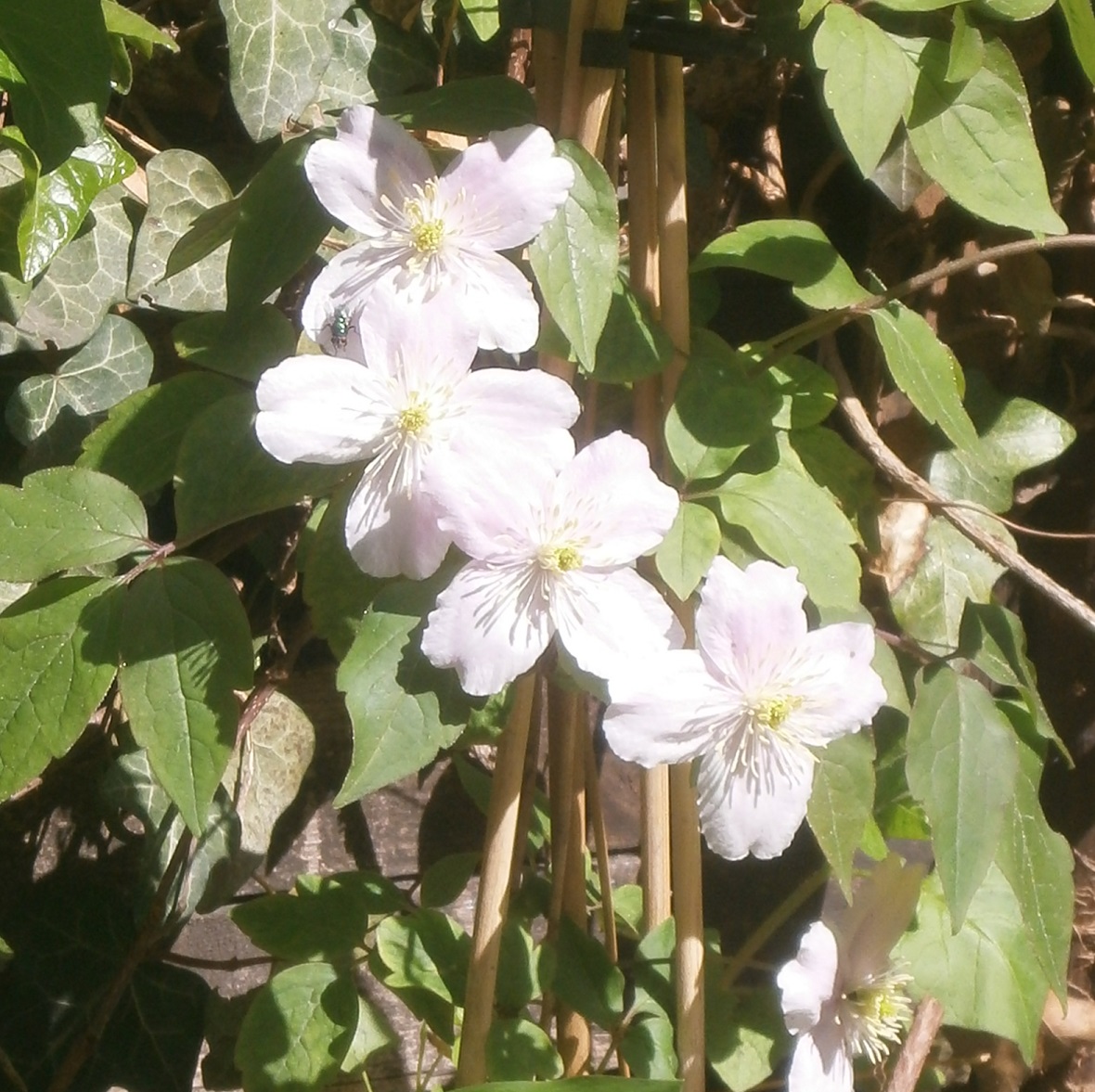 Bild des Tages: 22.5.21 – Bronski – das FR-Blog